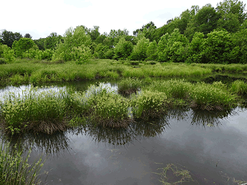 USDA increases funding to protect, restore wetlands | Georgia ...