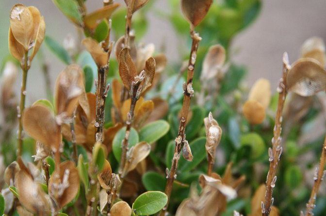 Boxwood Blight | Georgia Department of Agriculture