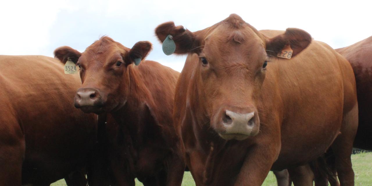 Livestock | Georgia Department of Agriculture
