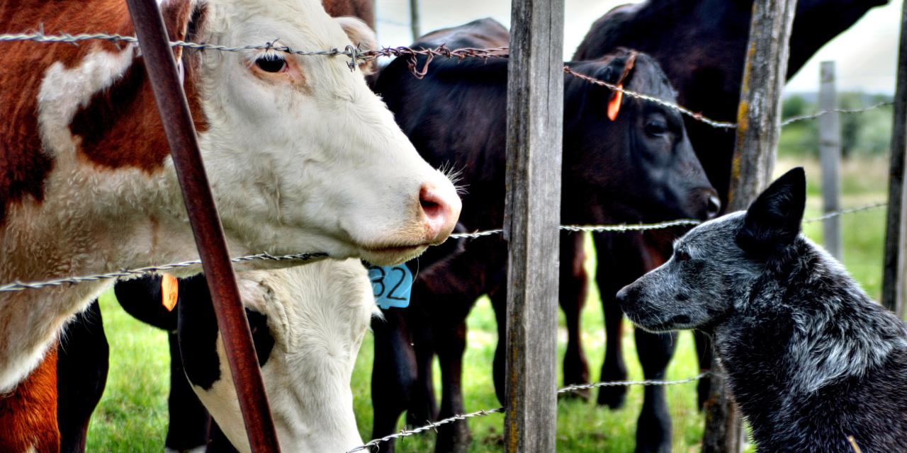 Pets & Livestock | Georgia Department of Agriculture