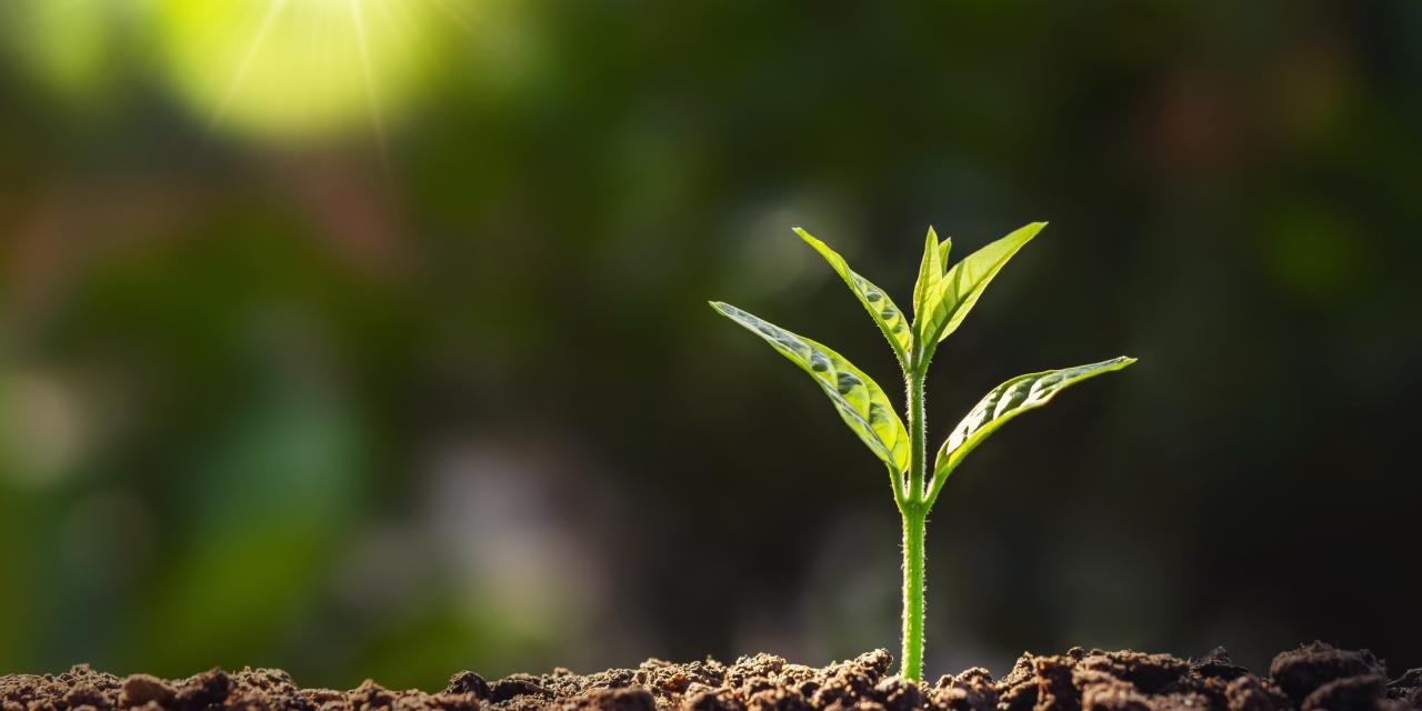 Plants & Seed | Georgia Department of Agriculture