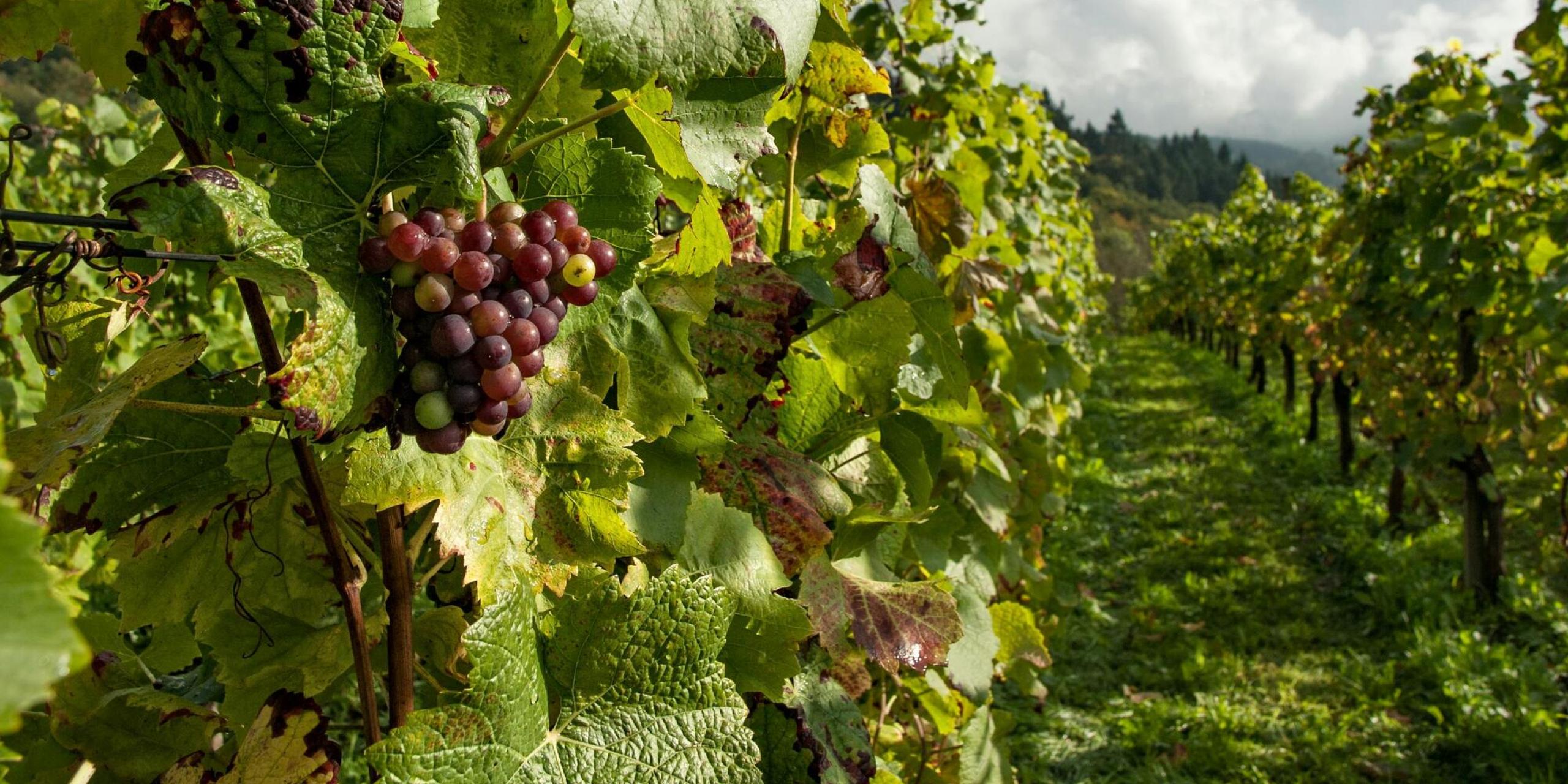 Georgia Wine and Grape Commission | Georgia Department of Agriculture