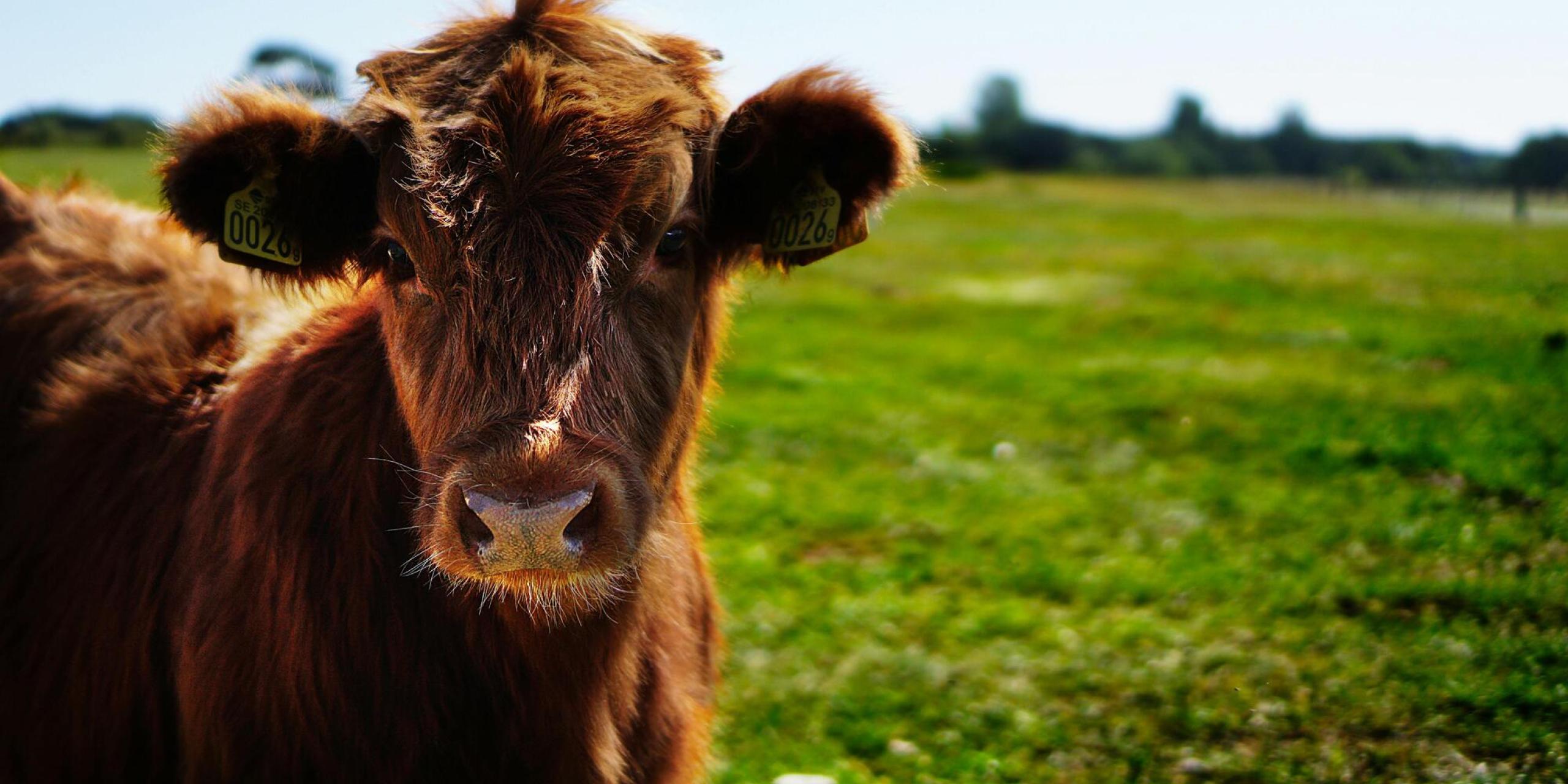 Georgia Beef Commission | Georgia Department of Agriculture
