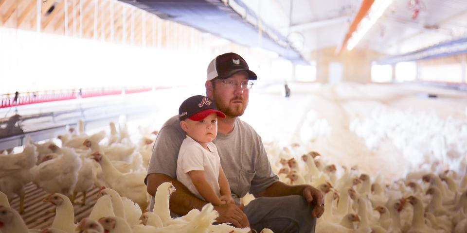Poultry | Georgia Department of Agriculture