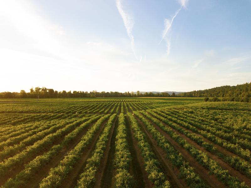 Plants and Soil | Georgia Department of Agriculture