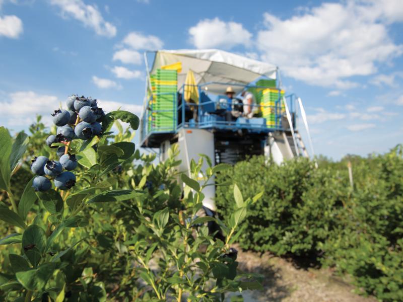 Plants & Seed | Georgia Department of Agriculture