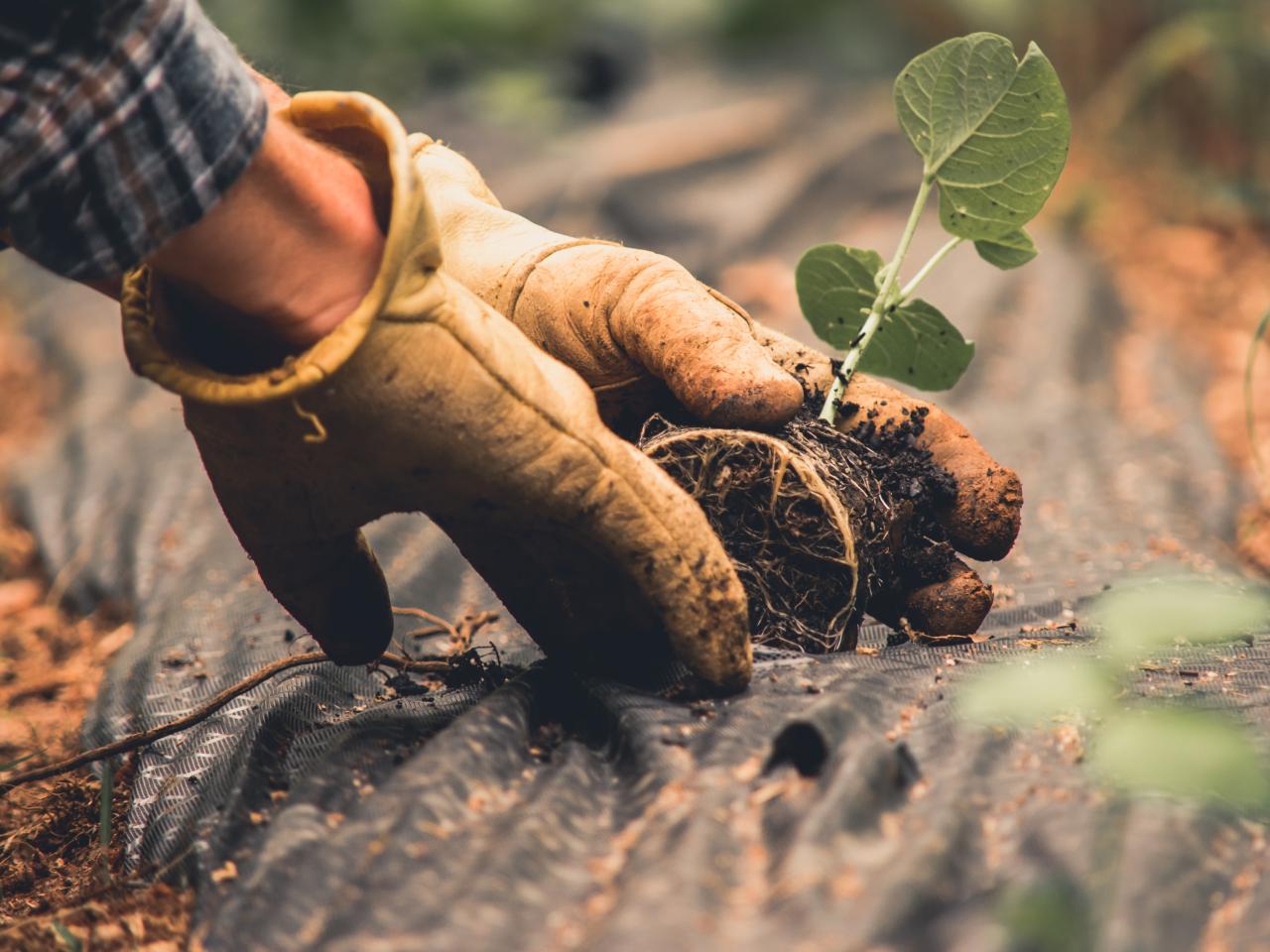 Georgia Agricultural Awareness Week | Georgia Department of Agriculture