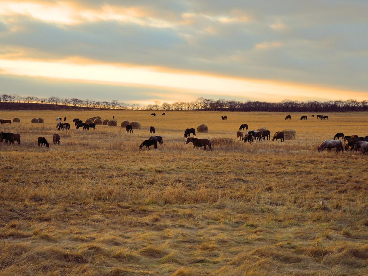 Pets & Livestock | Georgia Department of Agriculture