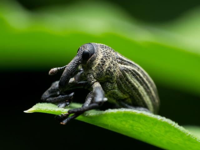 Pest Control | Georgia Department of Agriculture